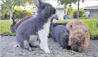Domestic rabbits hopping into a hunt for new owners - PressReader