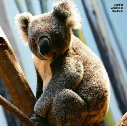 MUITO ALÉM DAS ÁGUAS - PressReader