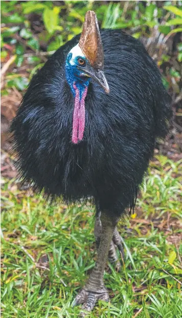 Heaps of birds in the bush - PressReader