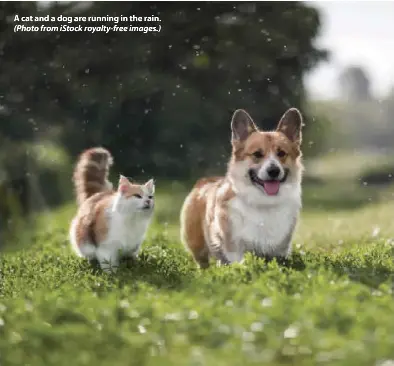 HOW RAIN AFFECTS CATS AND DOGS - PressReader