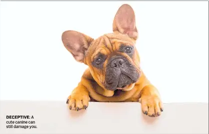 Slow-to-brake dogs can hurt - PressReader