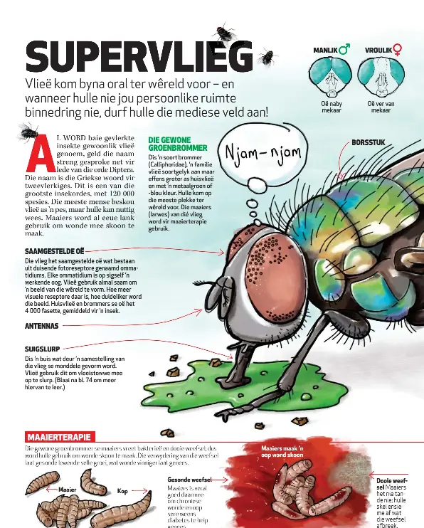 Vlieë kan ook nuttig wees - PressReader