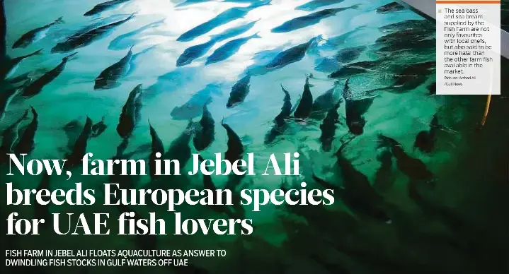 European fish species bred in Dubai farm - PressReader