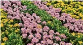 Most flowers usually pick one father and | stick with him - PressReader