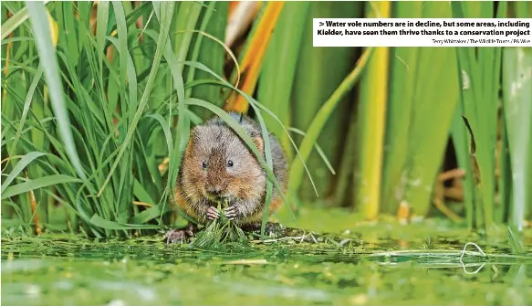 Northumber­land bucks water vole decline trend - PressReader