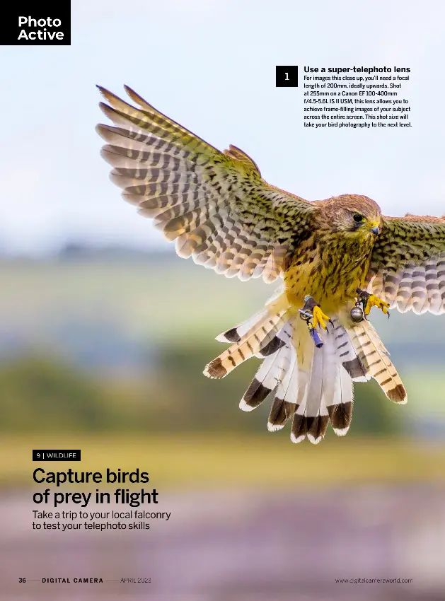 Capture birds of prey in flight - PressReader