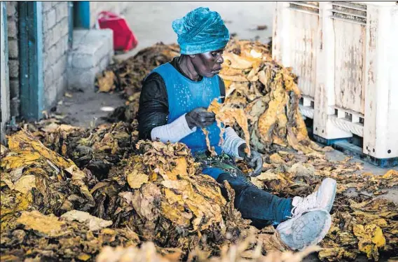 American Tobacco left behind - PressReader