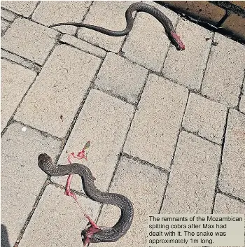 Jack Russell deals with venomous snake - PressReader