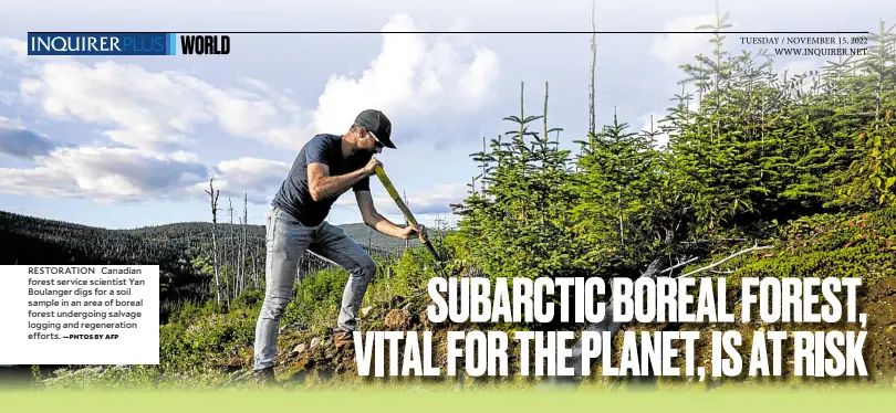 SUBARCTIC BOREAL FOREST, VITAL FOR THE PLANET, IS AT RISK - PressReader