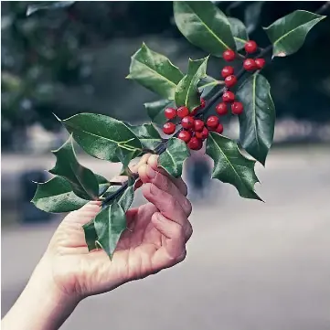Agnes Stevenson Sharp ideas for making most of holly - PressReader