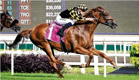 THIRD-TIME LUCKY FOR GOLDEN MONKEY? - PressReader