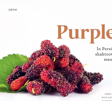 Purple reign - PressReader