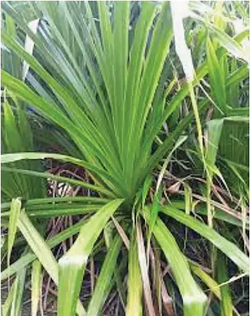 Na Kena Dau Vakayagata­ki Na Voivoi - PressReader