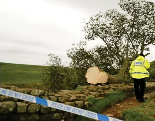 Sycamore Gap tree deliberate­ly felled’ - PressReader