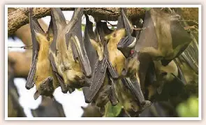 Mystery of Zambia migrating bats - PressReader