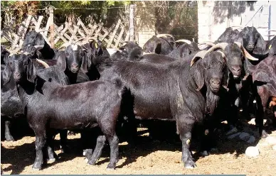 Gesogte nuwe swart bok: Tot R100 000 vir ’n ram - PressReader