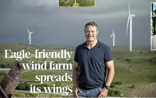 Eagle-friendly wind farm spreads its wings - PressReader