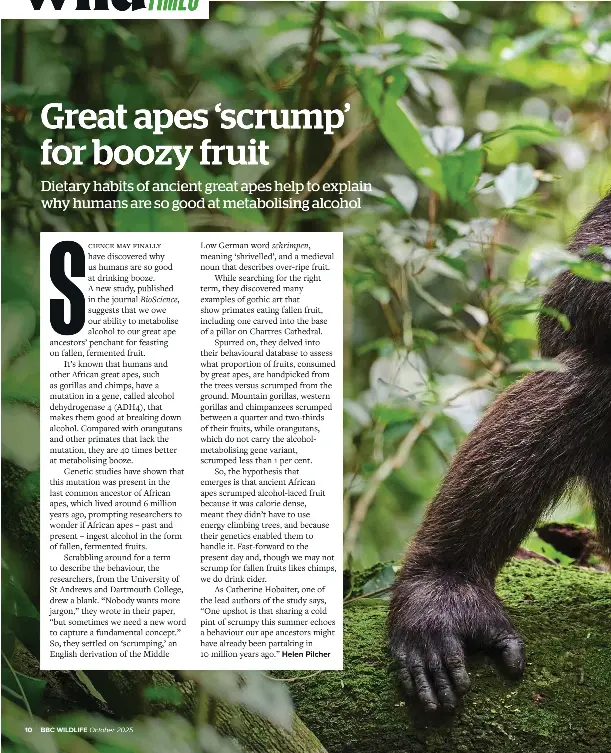 Great apes ‘scrump’ for boozy fruit - PressReader
