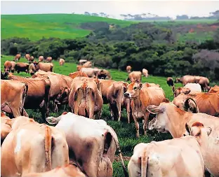 R10m boost for Sundale Dairy - PressReader