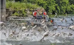 Concern as invasive fish species takes over Illinois waters - PressReader