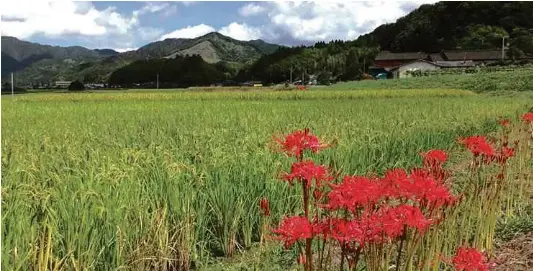Pokok bunga di tepian sawah - PressReader