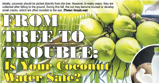 FROM TREE TO TROUBLE: Is Your Coconut Water Safe? - PressReader