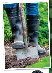 Dig for victory - PressReader