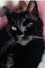 Cat kidnapper who’s nabbed nine moggies - PressReader
