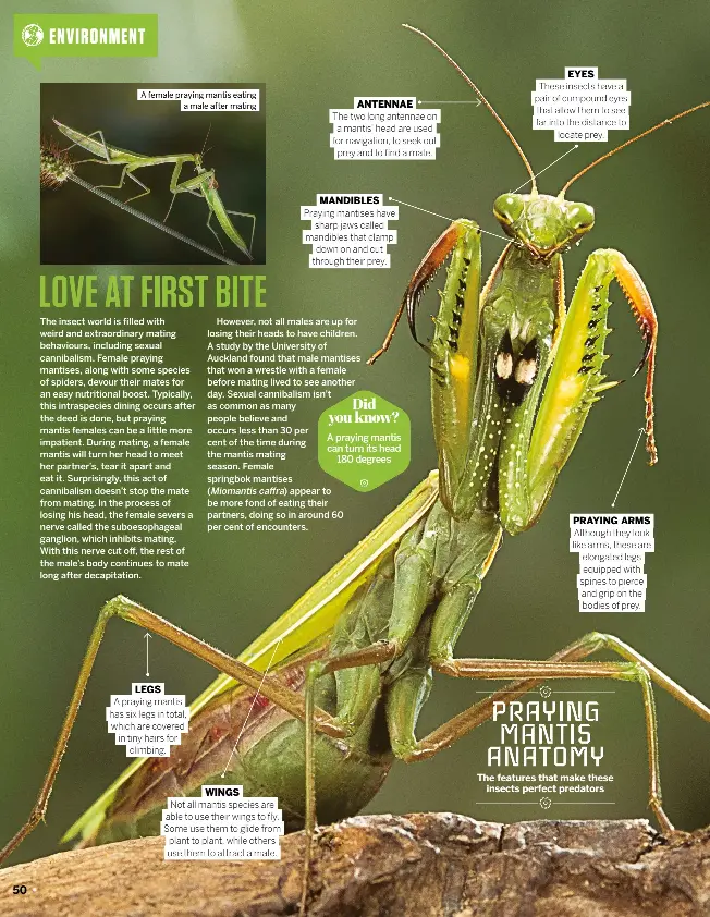 LOVE AT FIRST BITE - PressReader