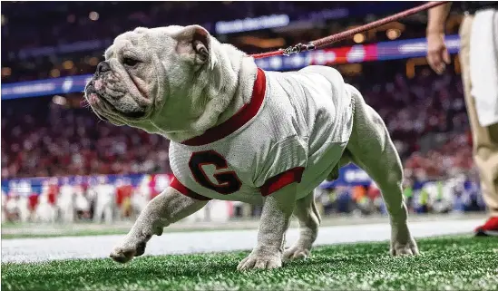 From Ralphie to Uga, live mascots inspire fans - PressReader