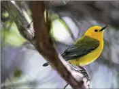 Warblers are spring bird-watching favorites - PressReader