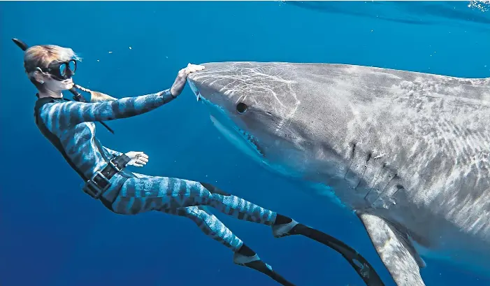The shark whisperer who wants us to love Jaws – and flirts with danger - PressReader