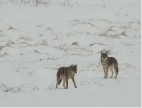 When to get concerned about urban coyote sightings - PressReader