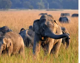 Search for single-tusked elephant after 22 killed in India rampage ...