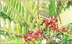 Have you ever considered growing your own tongkat ali? - PressReader
