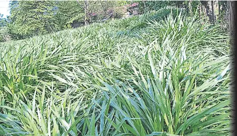 Crean pasto para asegurar la alimentaci­ón en la ganadería - PressReader