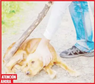 VÍNCULO IGNORADO ENTRE VIOLENCIA SOCIAL Y MALTRATO ANIMAL - PressReader