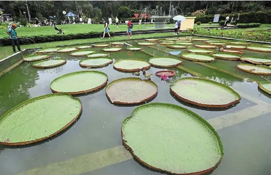 Don’t poke the water lily, please! - PressReader