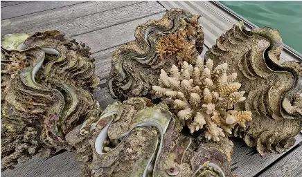 Resort regenerate­s giant clam sanctuary - PressReader