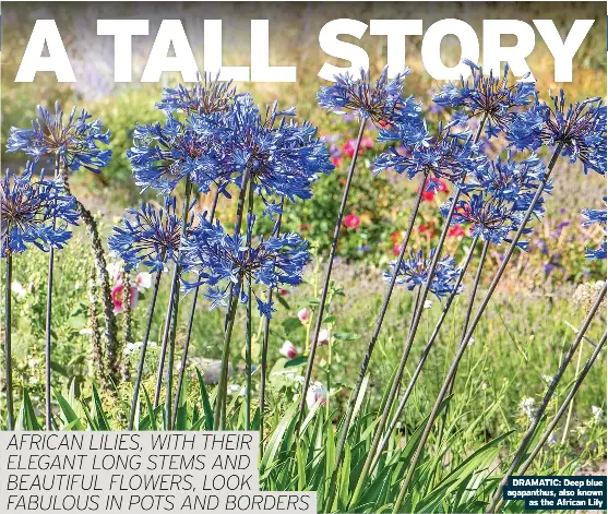 A TALL STORY - PressReader