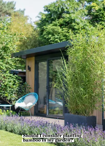 Should I consider planting bamboo in my garden? - PressReader