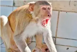 MONKEY BITE IS DANGEROUS, WILL CAUSE RABIES - PressReader