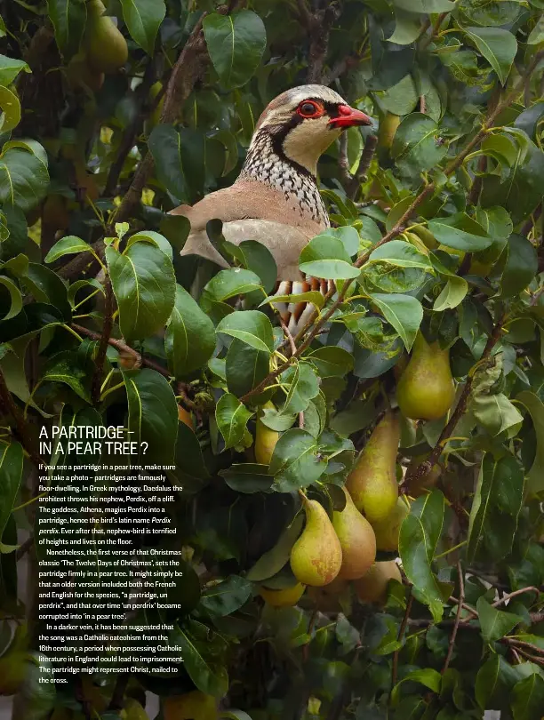 A PARTRIDGE – IN A PEAR TREE ? - PressReader