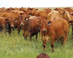 Beefmaster: Wat Alzu in ’n bees soek - PressReader