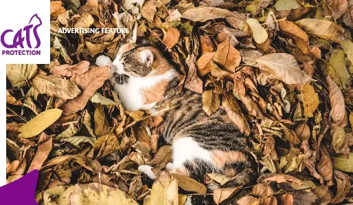 Creating a better world for cats - PressReader