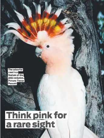 Think pink for a rare sight - PressReader
