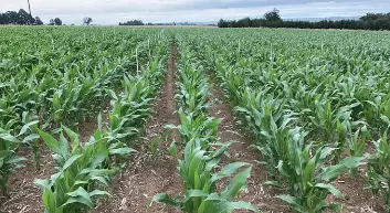 Philagro’s Yamato: a proven weed deterrent - PressReader