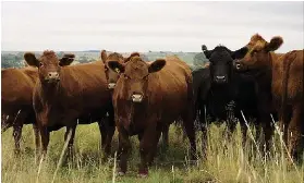 ’nGoeiejaar­lêvir dieAngusvo­or - PressReader