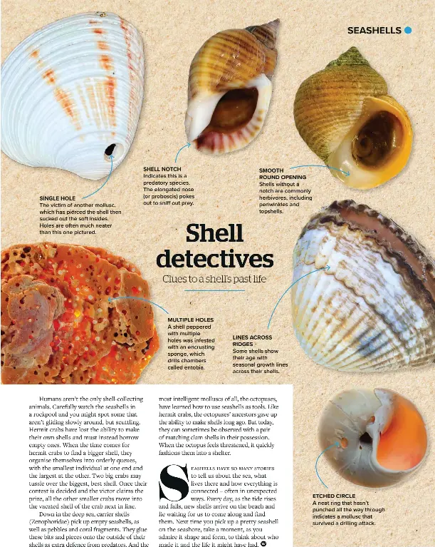 Shell detectives - PressReader