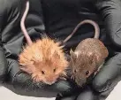 Gene-edited mouse could help bring back woolly mammoth - PressReader